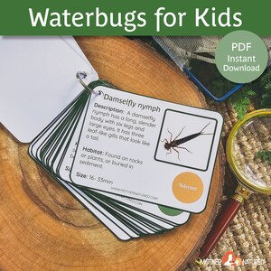 Waterbug Identification for Kids | Aquatic Macroinvertebrates for Kids ...