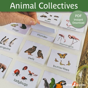 Animal Collective Noun Activities | Collective Nouns Activity ...