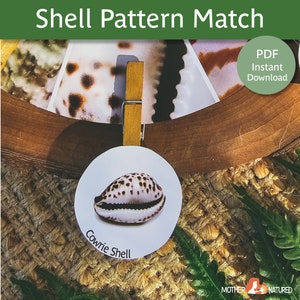 Shell Matching Activity | Shell Pattern Activity | Shell Study ...