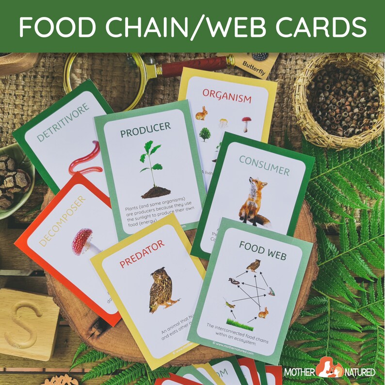 Food Chain Printables Bundle Food We Printables Bundle - Etsy
