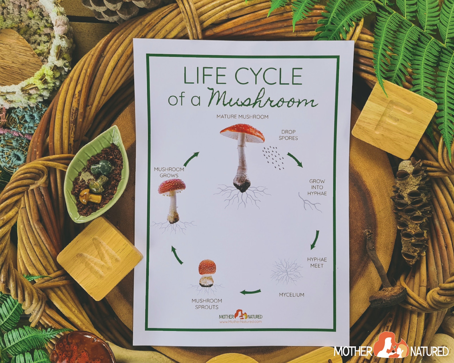 Mushroom Life Cycle Poster and Activity Life Cycle of a Mushroom ...