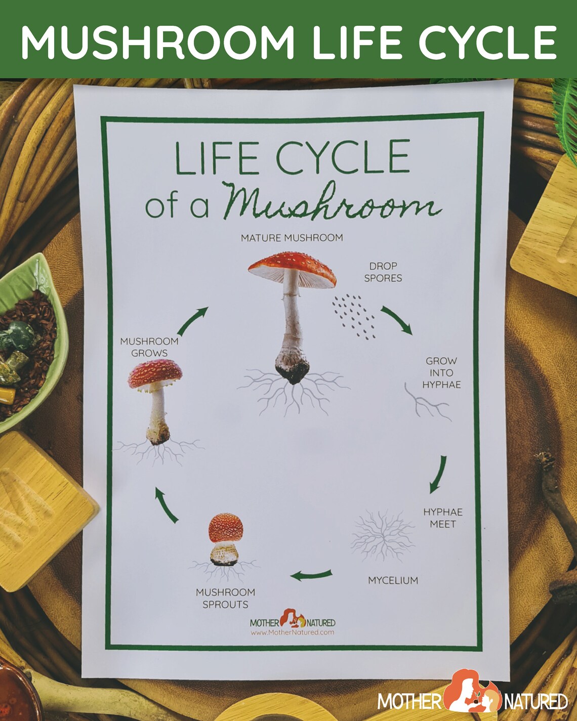 Mushroom Life Cycle Poster and Activity Life Cycle of a Mushroom ...