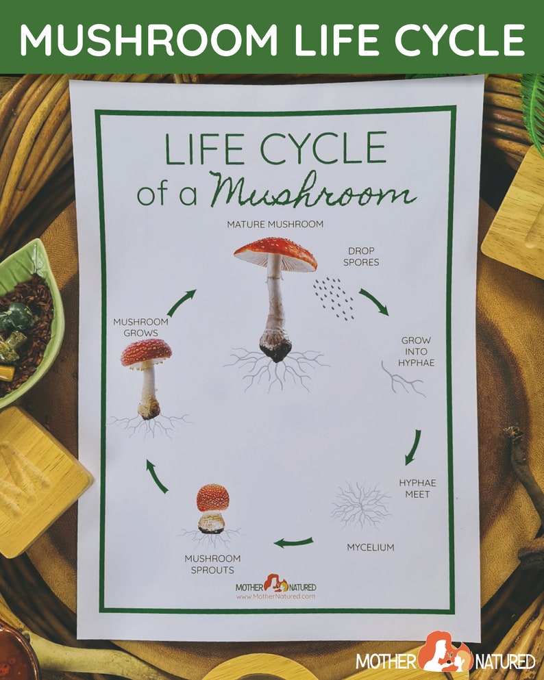 Mushroom Life Cycle Poster and Activity Life Cycle of a Mushroom ...