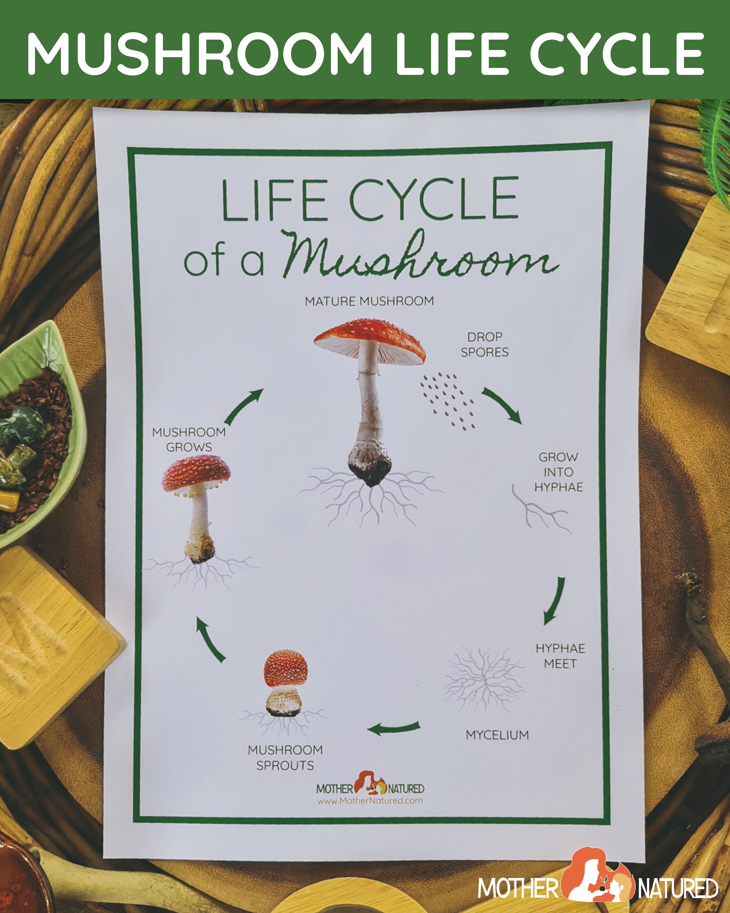Mushroom Life Cycle Poster and Activity Life Cycle of a Mushroom ...