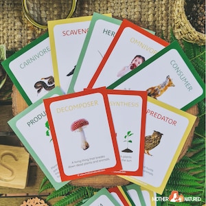 Food Chain Cards | Food Web Cards | Food Chain Explain Cards | Food Web ...