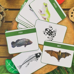 ANIMAL SKELETON MATCHING Cards for Kids | Skeleton Printable for Kids ...