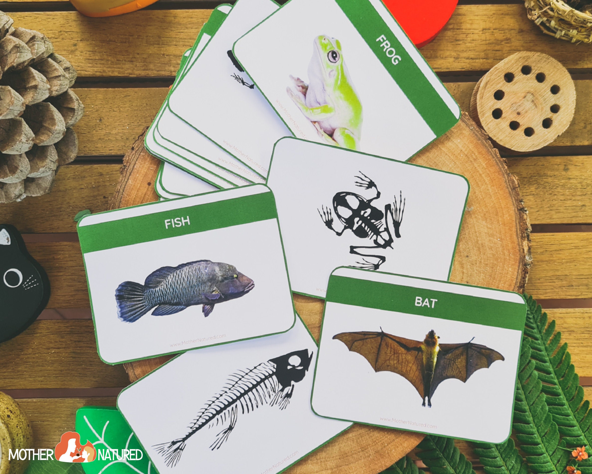 ANIMAL SKELETON MATCHING Cards for Kids Skeleton Printable - Etsy