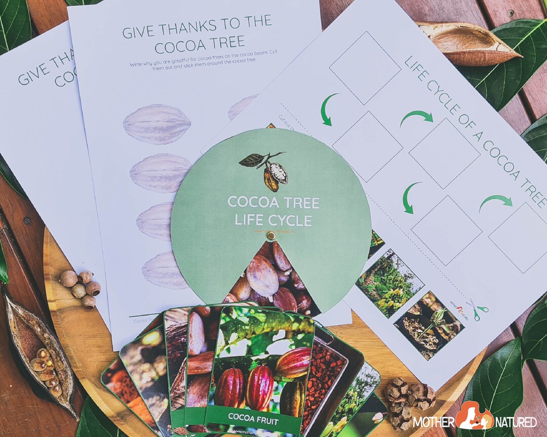 Cocoa Tree Life Cycle Chocolate Activity Chocolate - Etsy