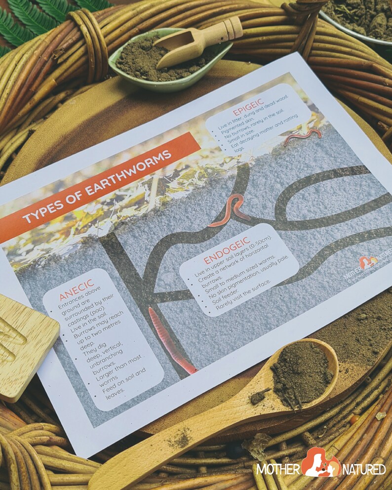Earthworm Study Bundle Earthworm Activities Earth Worm - Etsy