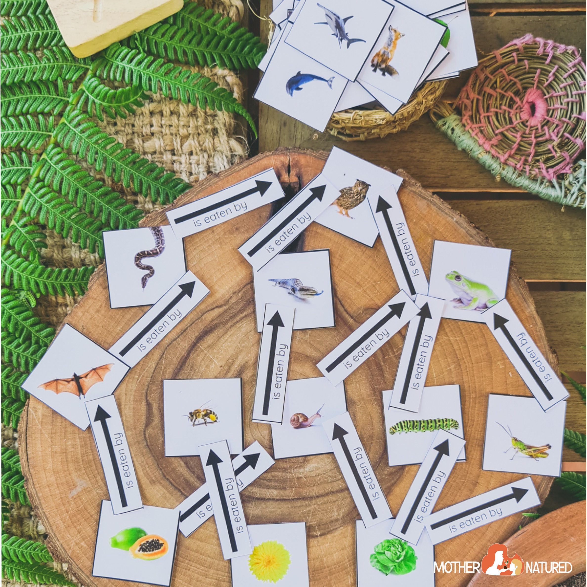 Make A Food Web Kit Food Web Activity Food Web Game Food Web Cards Food Web Printable Food Web
