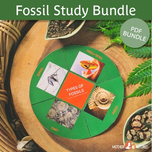 FOSSIL Printables for Kids | Fossil Bundle | Dinosaur Digital Download ...