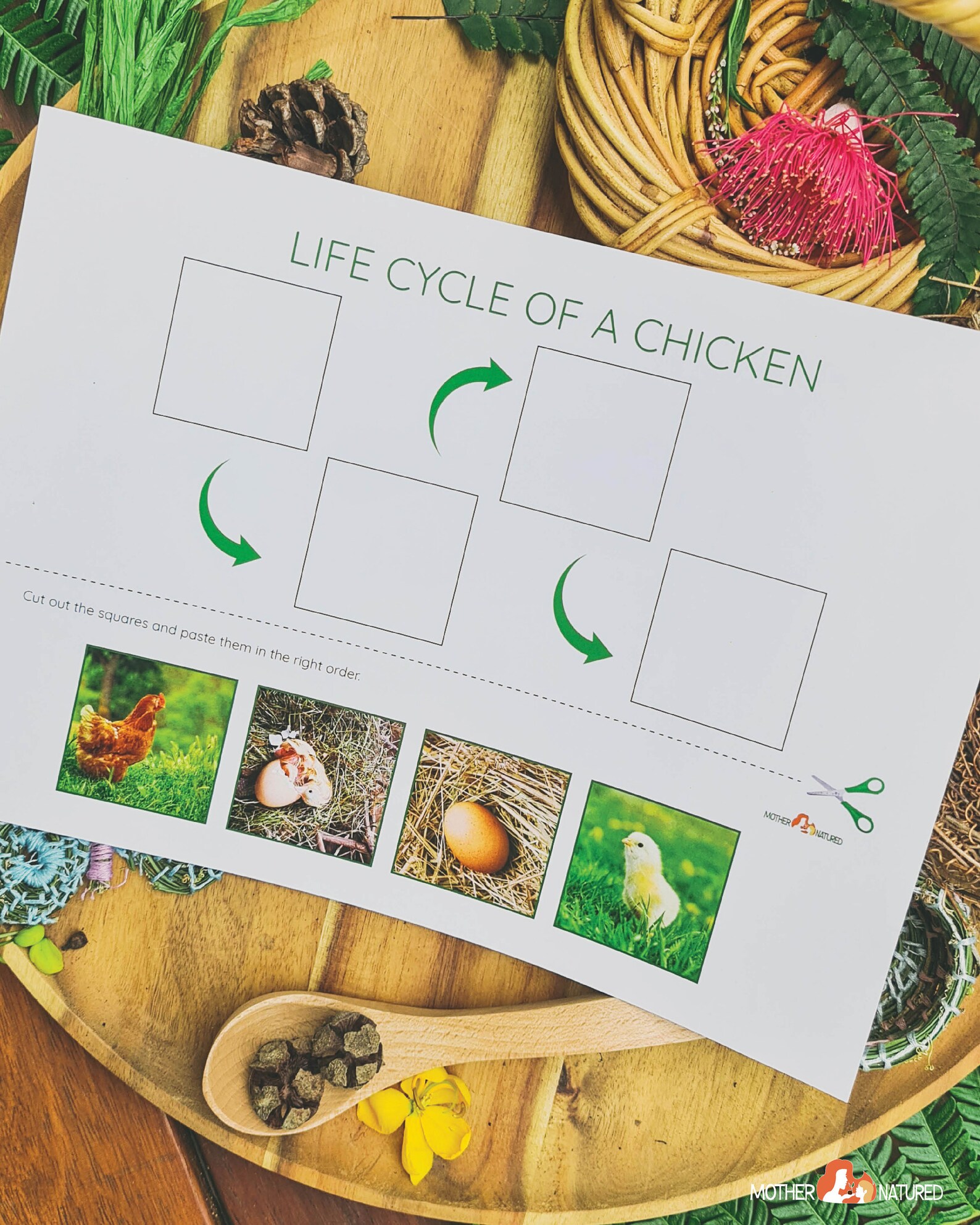 CHICKEN LIFE CYCLE Printables Life Cycle of a Chicken | Etsy
