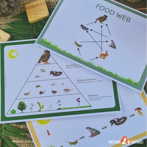 Food Chain Posters and Bunting Food Web Posters and Bunting - Etsy