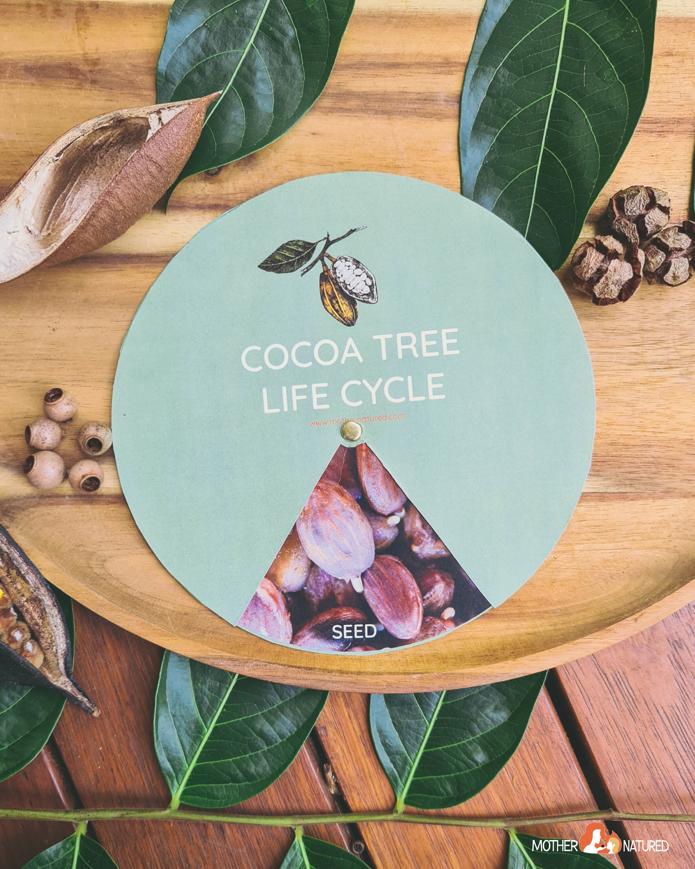 Cocoa Tree Life Cycle Chocolate Activity Chocolate - Etsy