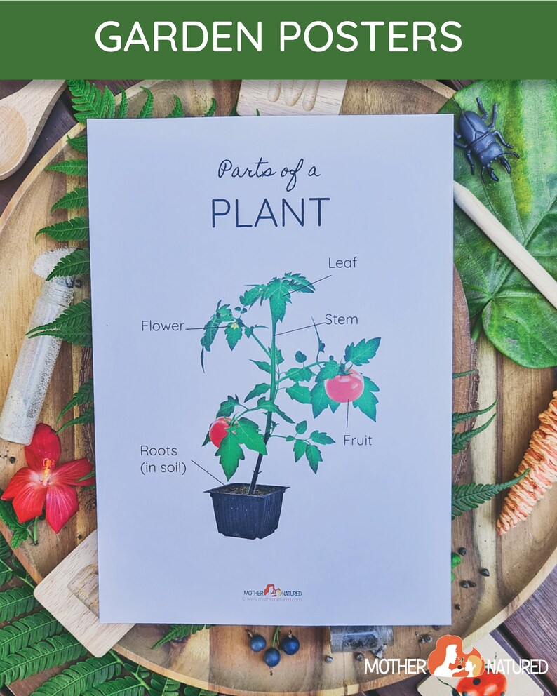 FOUR Garden Posters Parts of a Plant Parts of a Seed Parts of a Fruit ...