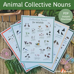 Animal Collective Nouns PACK | Collective Nouns BUNDLE| Wildlife ...