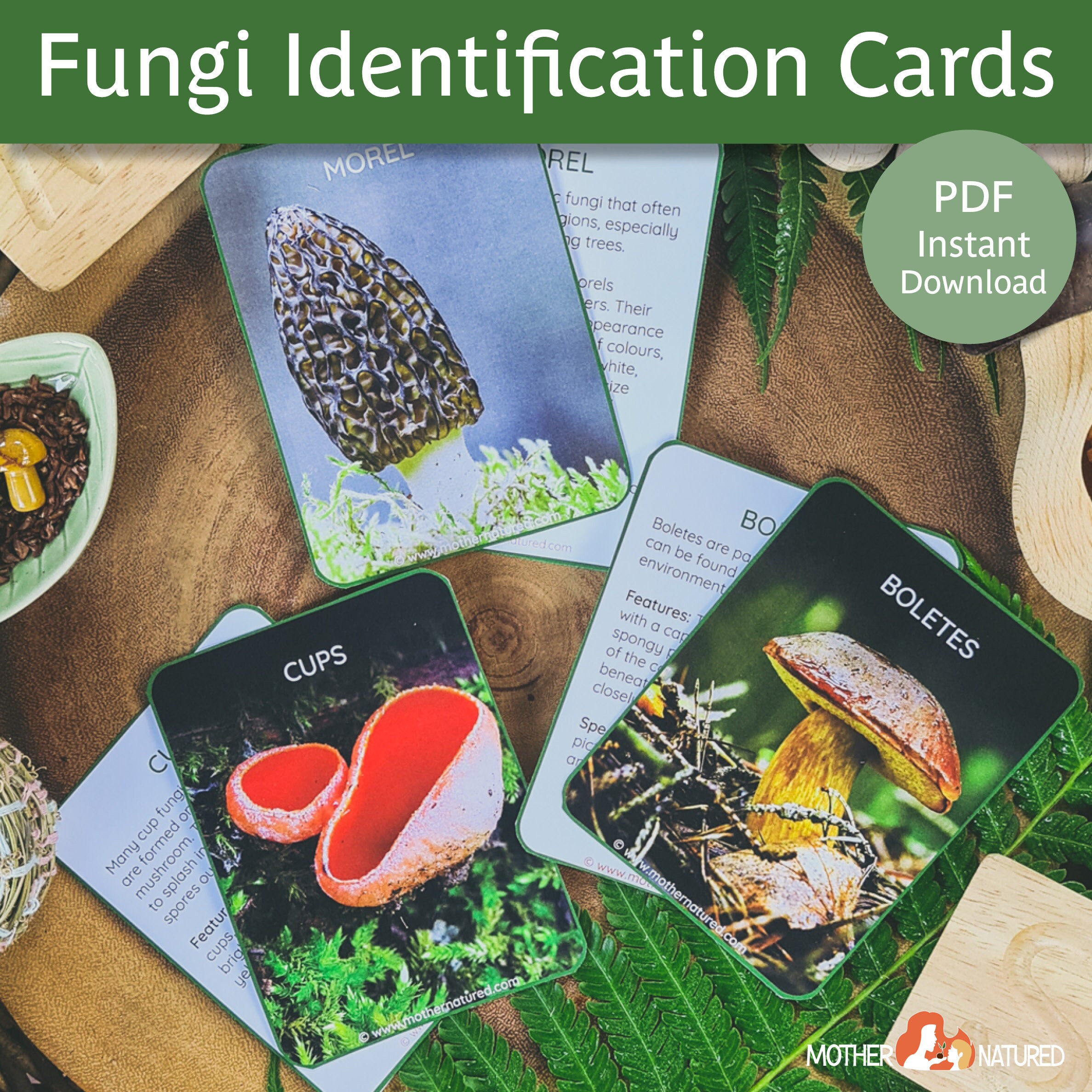 Fungi Identification Cards | Mushroom Identification Cards | Fungi ...