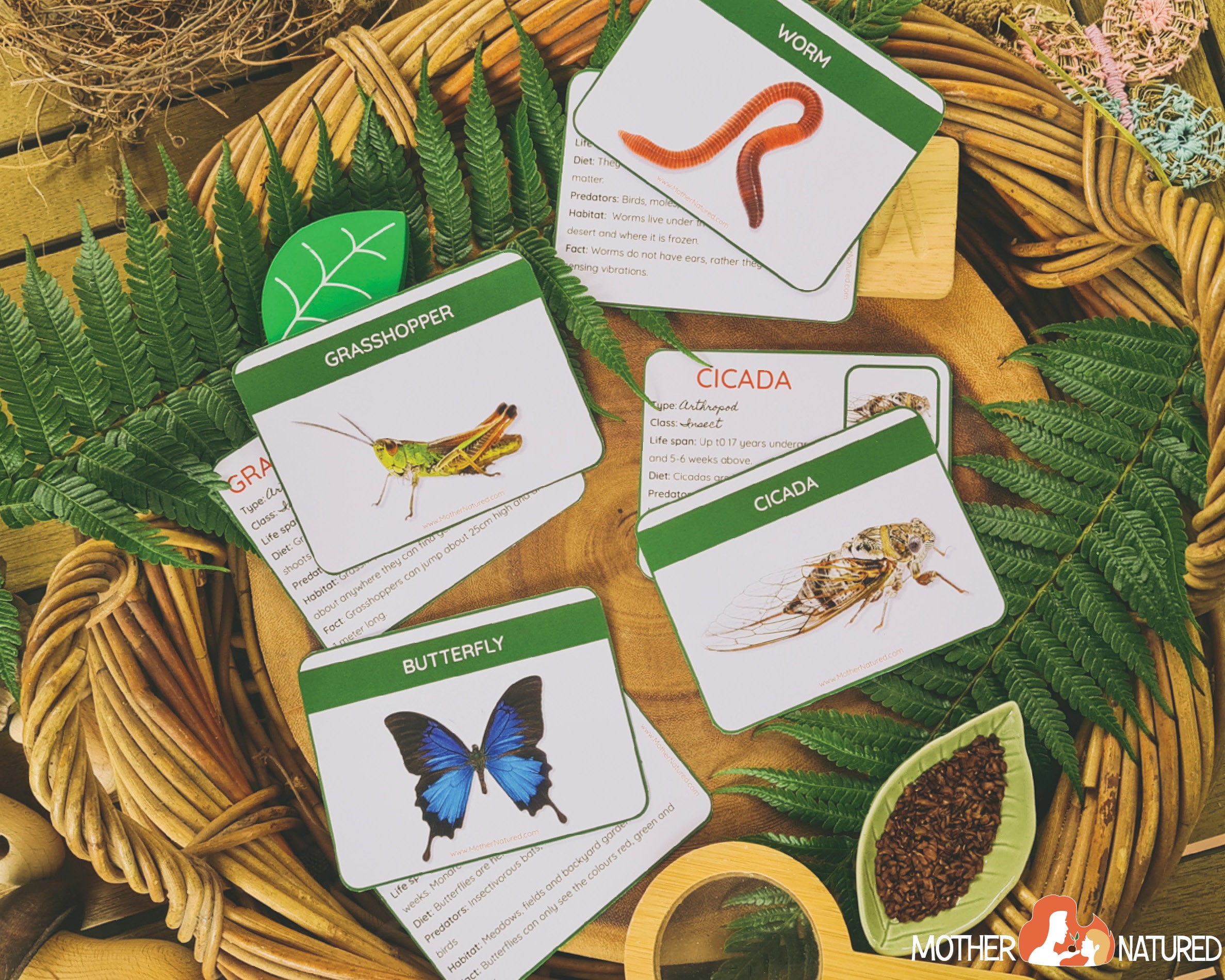 Minibeast Identification Cards Minibeast Cards Minibeast - Etsy