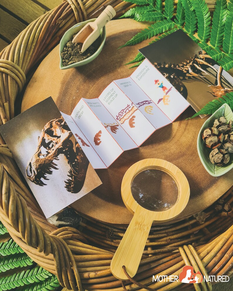 How Fossils Are Formed Accordion Craft FOSSIL CRAFT - Etsy