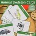 ANIMAL SKELETON MATCHING Cards for Kids | Skeleton Printable for Kids ...