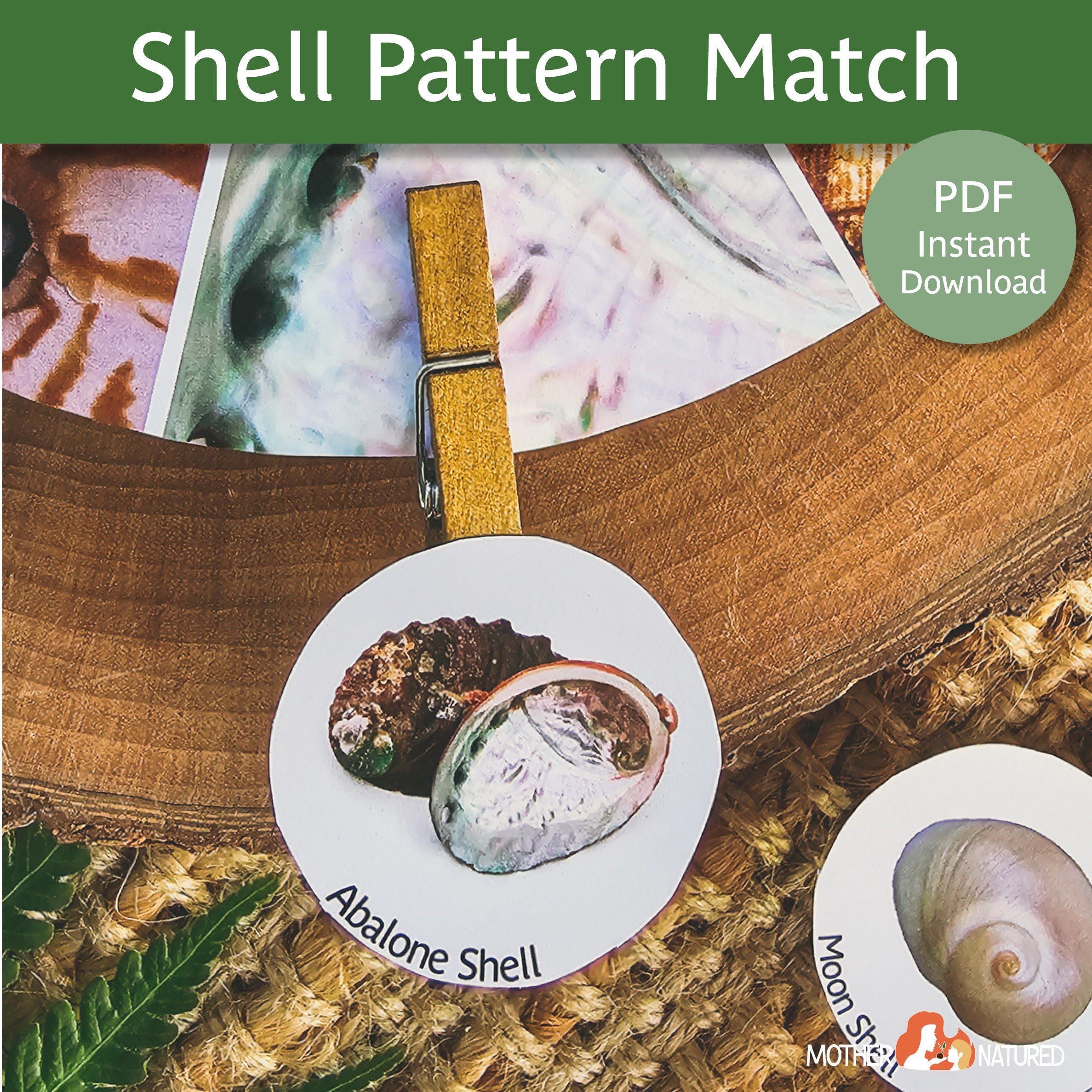 Shell Matching Activity Shell Pattern Activity Shell Study - Etsy