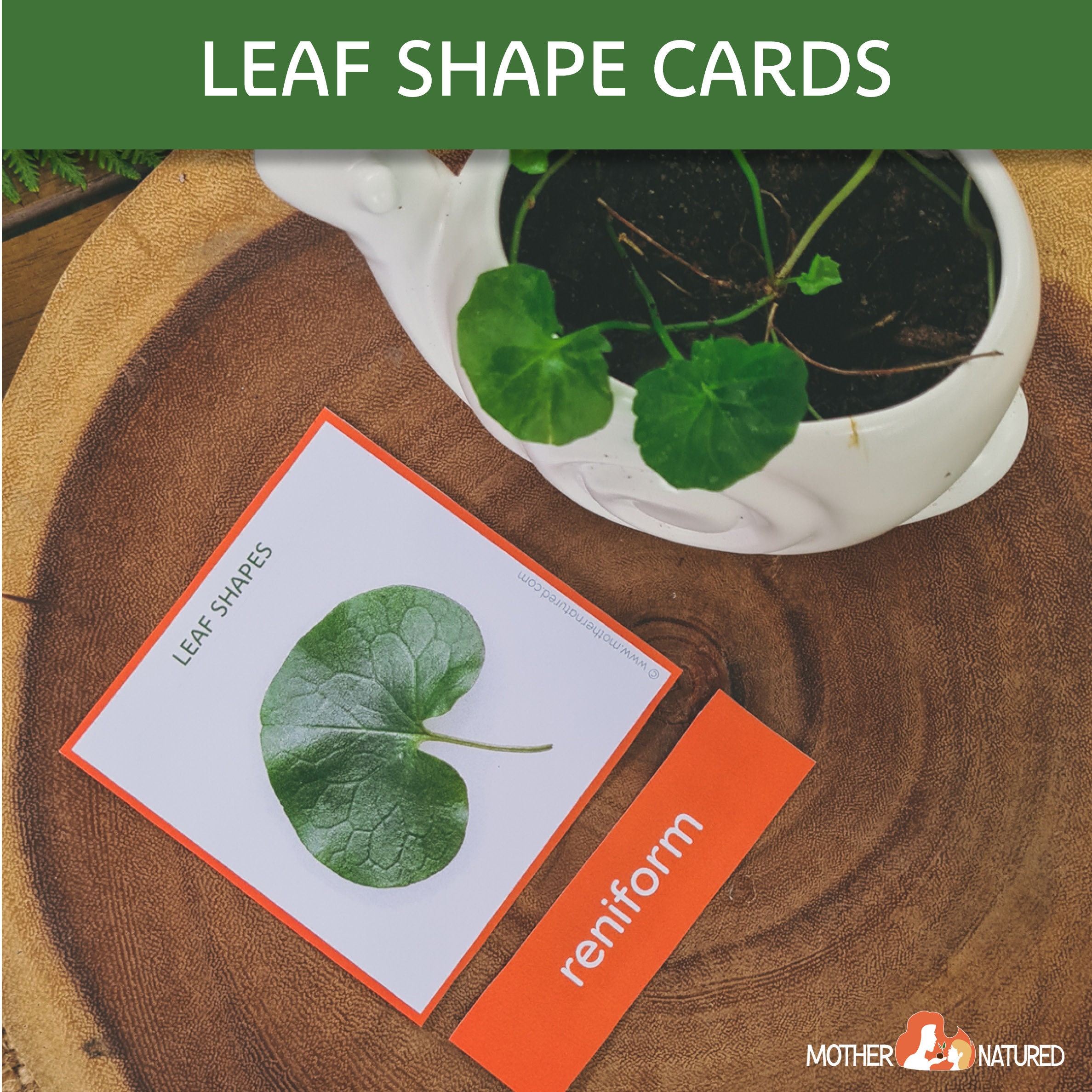 Leaf Shape Cards Leaf Shapes Leaf Study Plant Anatomy Leaf ...