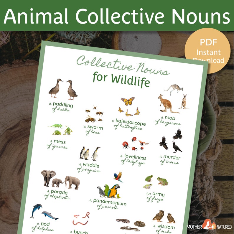 Collective Nouns for Animals | Collective Nouns Poster | Collective ...