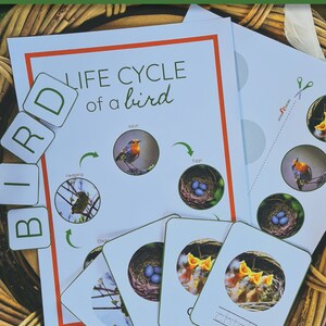 Bird Life Cycle | Bird Study | Bird Life Cycleworksheets | Bird ...