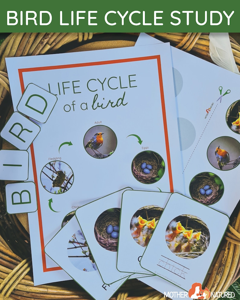 Bird Life Cycle Bird Study Bird Life Cycleworksheets Bird Printables ...