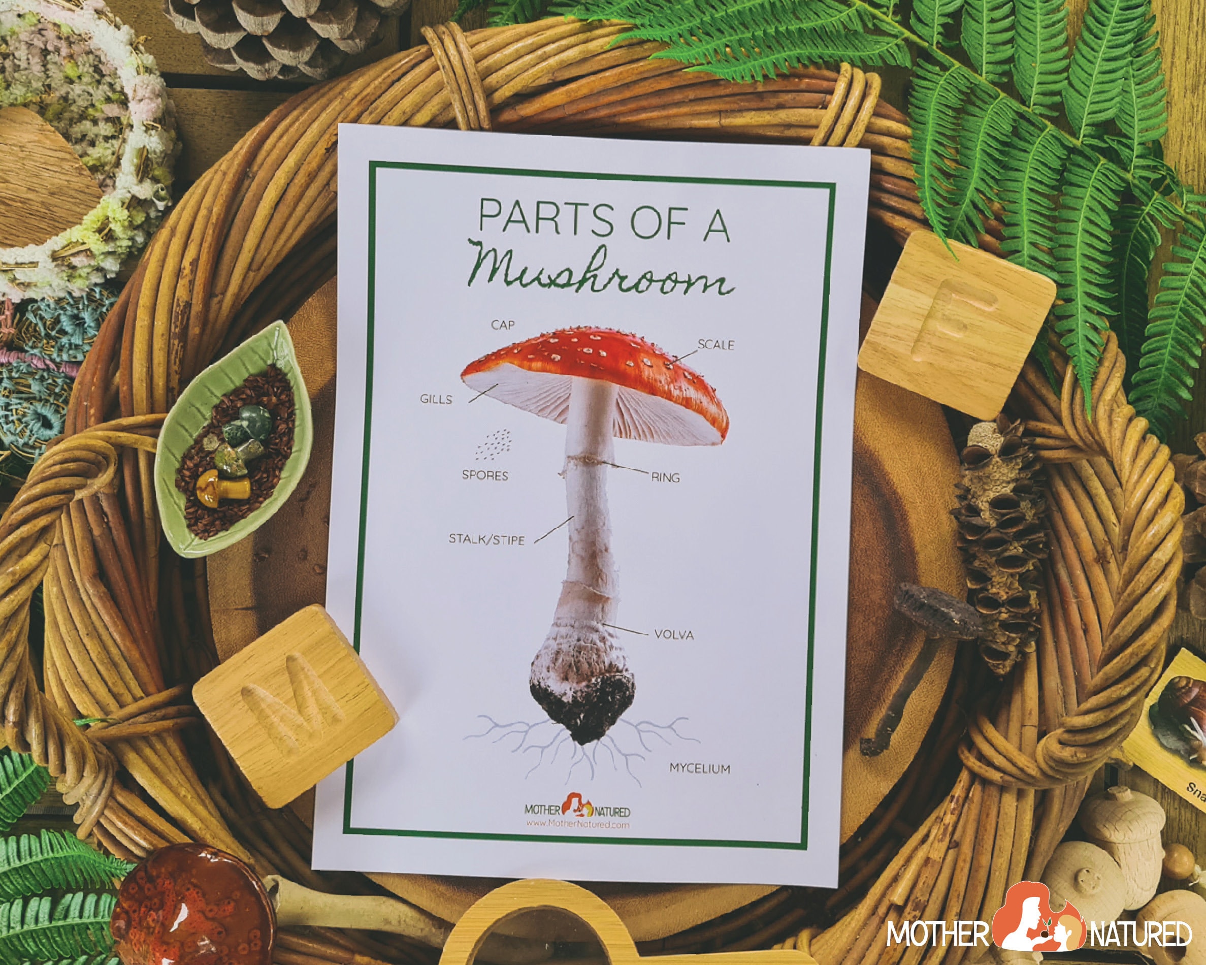 Mushroom Anatomy Poster and Activity Parts of a Mushroom - Etsy