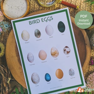 Bird Egg Identification for Kids | Bird Egg Activity | Bird Egg ID ...