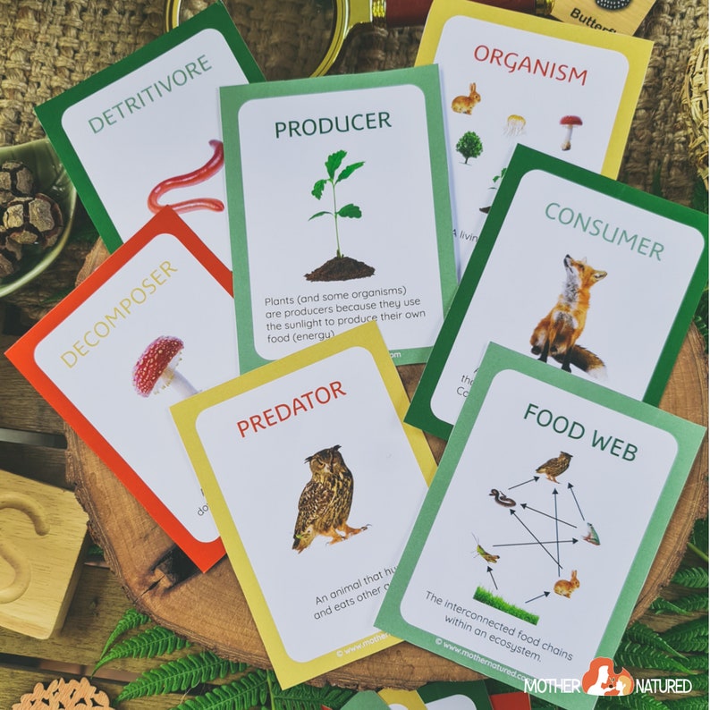 Food Chain Cards Food Web Cards Food Chain Explain Cards Food Web ...