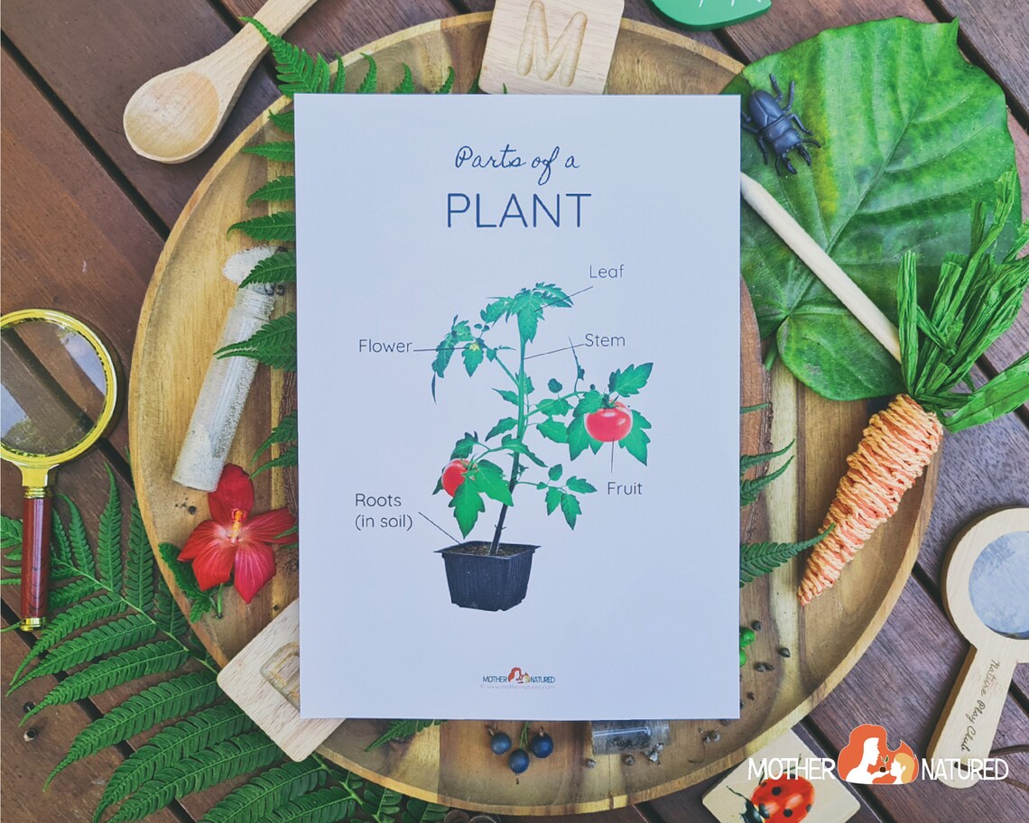 FOUR Garden Posters Parts of a Plant Parts of a Seed - Etsy