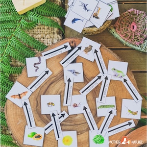 Make a Food Web Kit Food Web Activity Food Web Game Food - Etsy