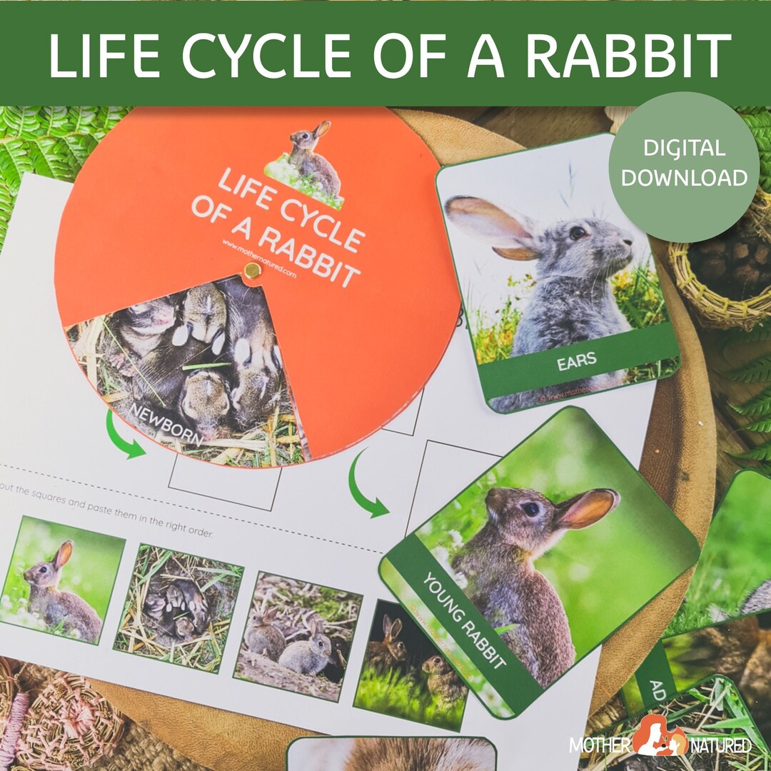 Rabbit Life Cycle European Rabbit Resources Bunny - Etsy