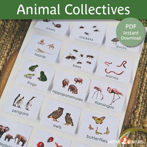 Animal Collective Noun Activities | Collective Nouns Activity ...