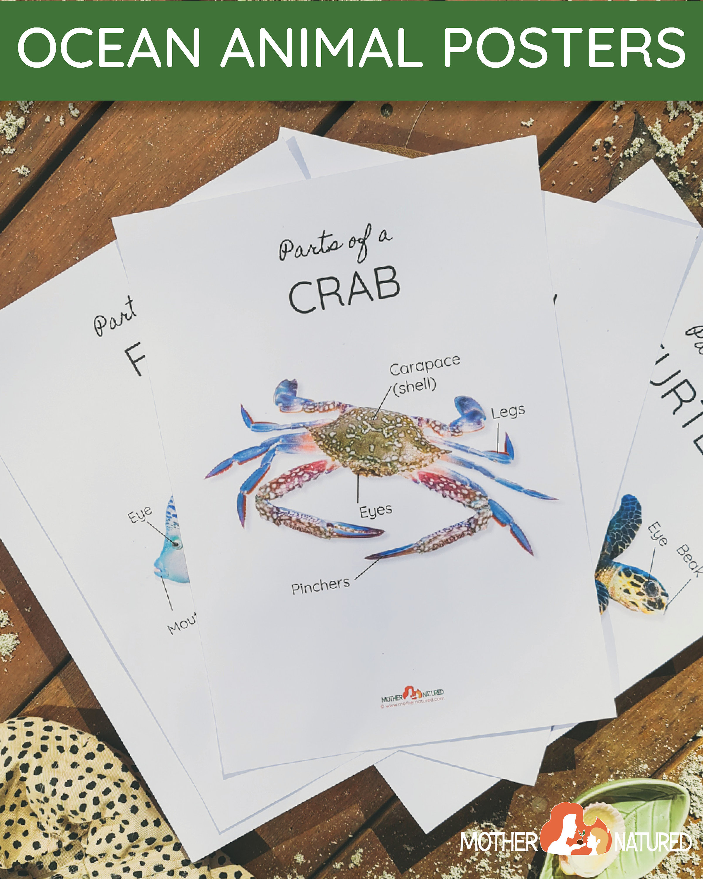 Ocean Animal Posters | Marine Animal Posters | Parts of Posters | Under ...