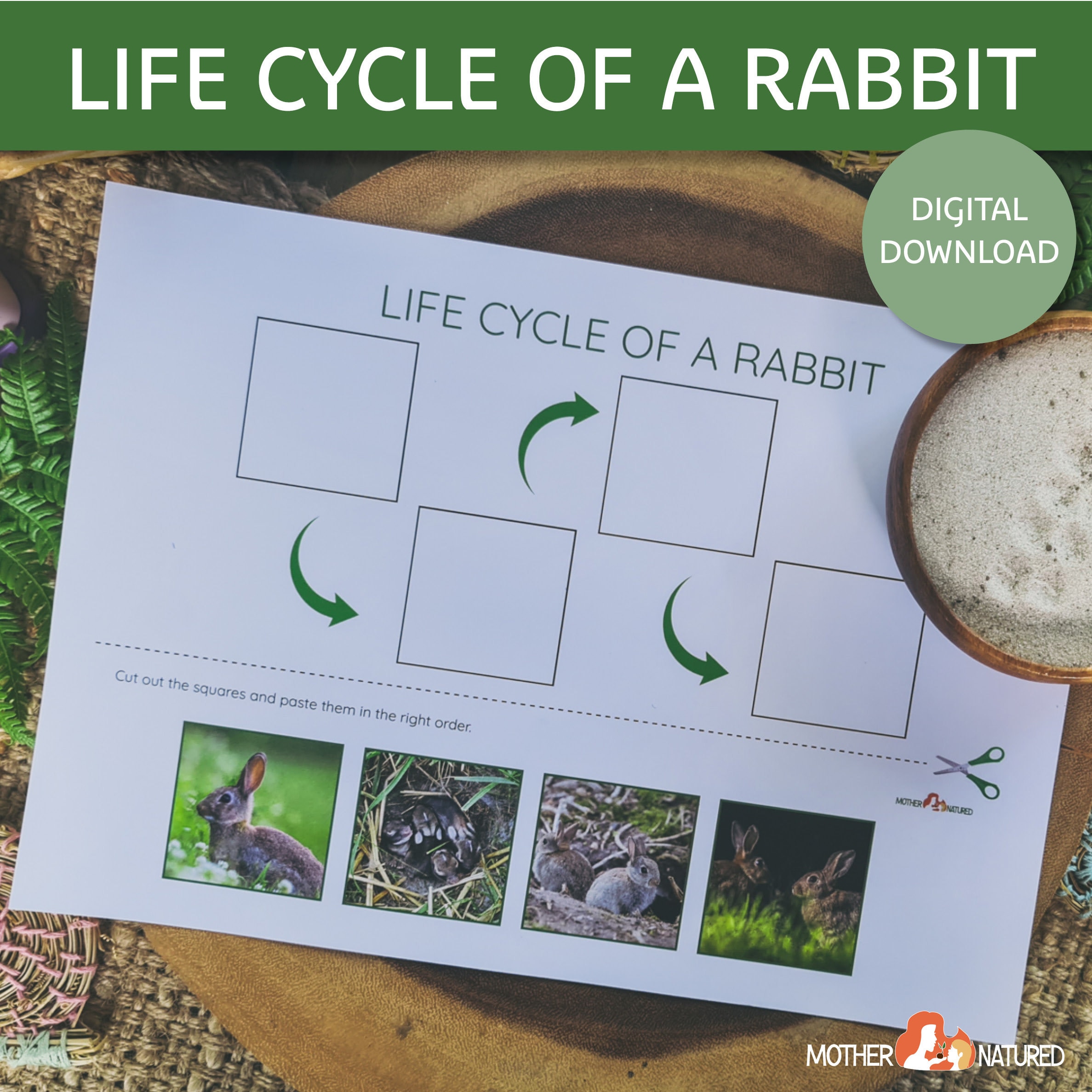 Rabbit Life Cycle European Rabbit Resources Bunny Printables Bunny Life ...