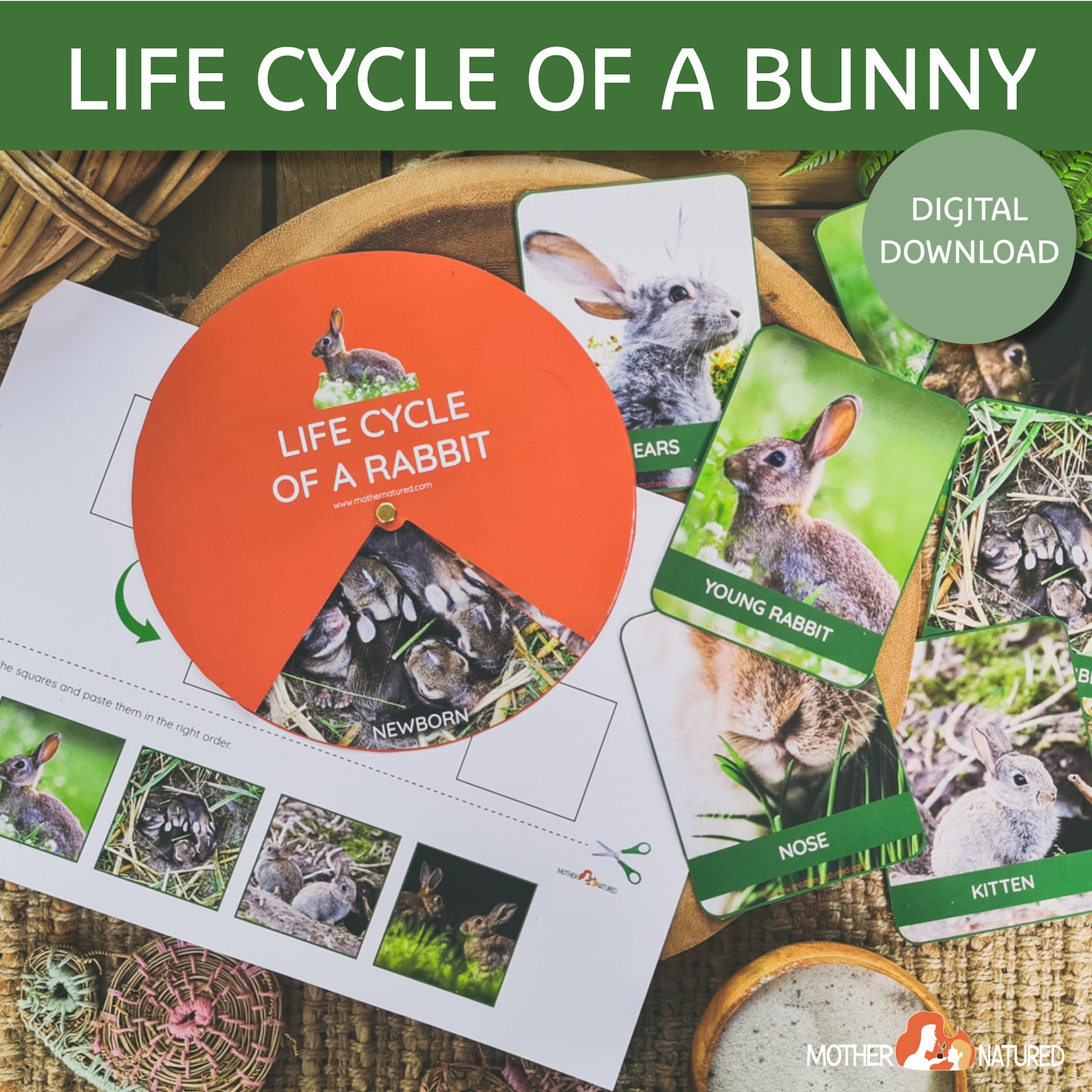 Rabbit Life Cycle | European Rabbit Resources | Bunny Printables ...
