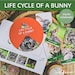 Rabbit Life Cycle | European Rabbit Resources | Bunny Printables ...