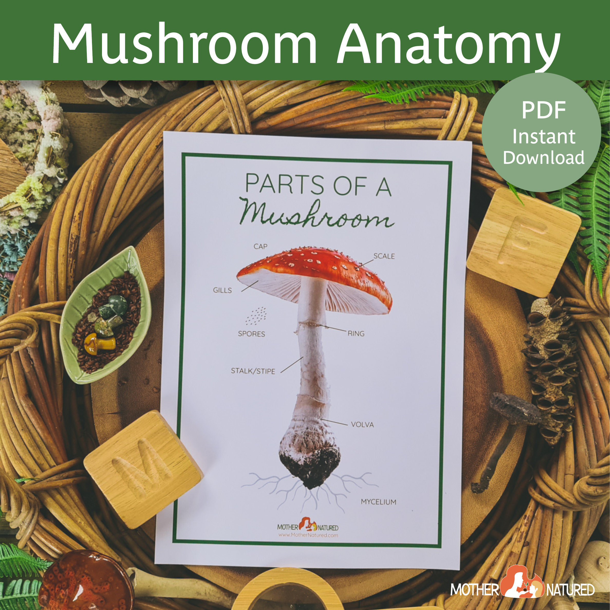 Mushroom Anatomy Poster and Activity Parts of a Mushroom - Etsy