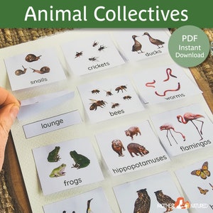 Animal Collective Noun Activities | Collective Nouns Activity ...