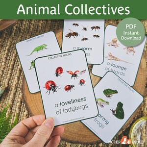 Animal Collective Nouns PACK | Collective Nouns BUNDLE| Wildlife ...