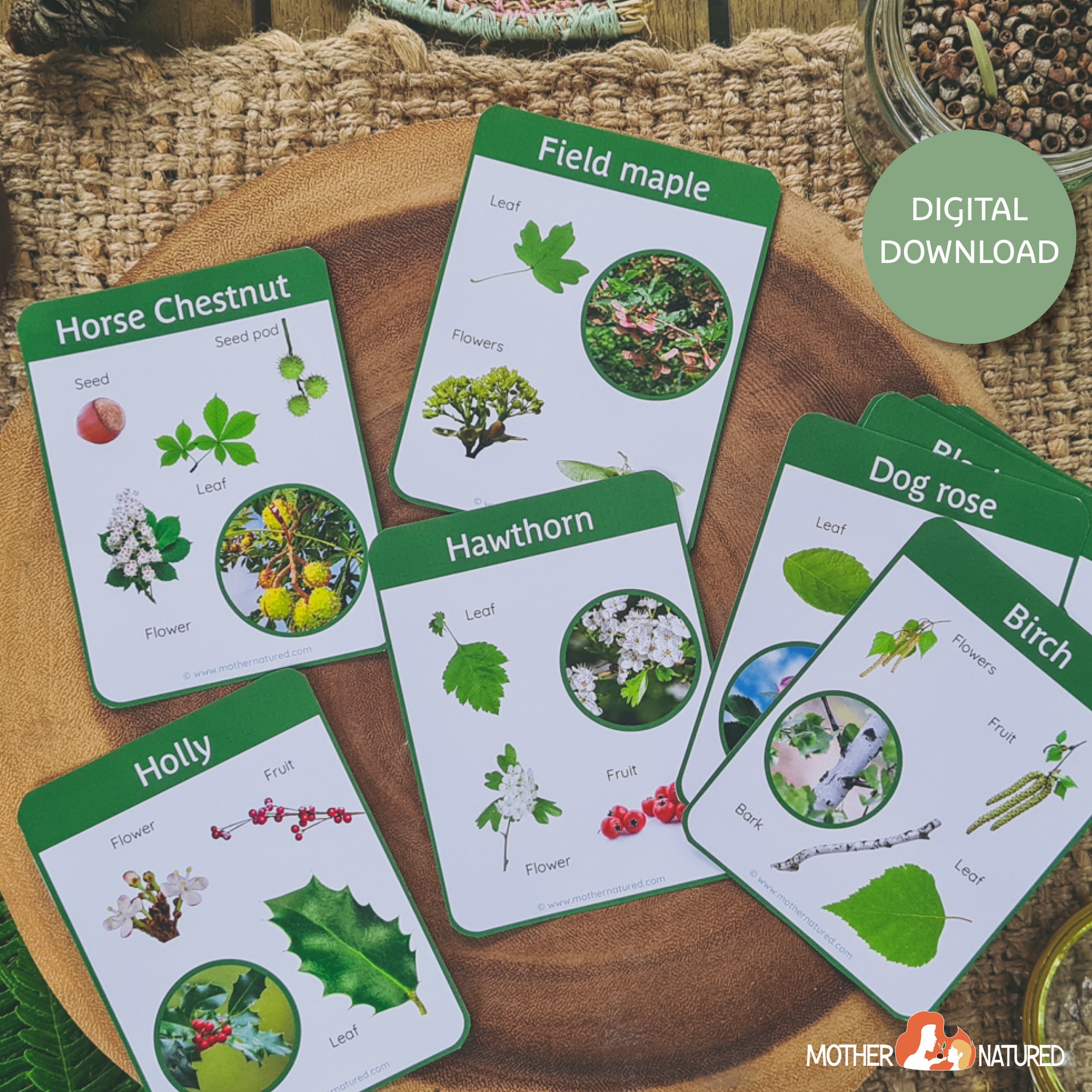 UK Plant Identification British Plants British Flora - Etsy