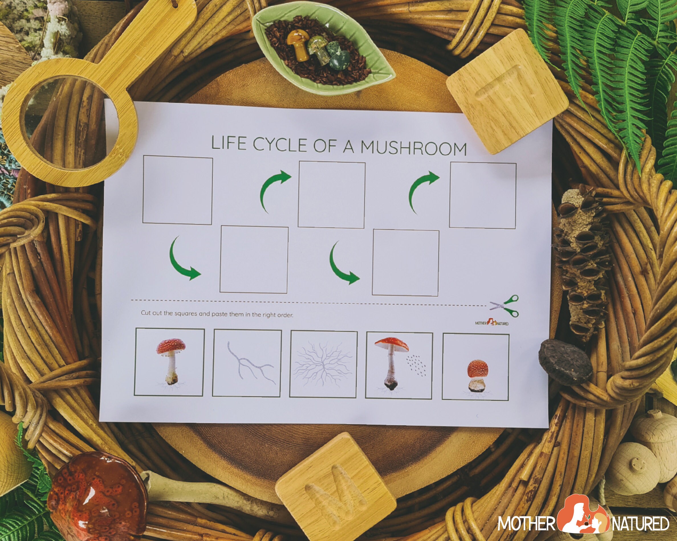 Mushroom Life Cycle Poster and Activity Life Cycle of a Mushroom ...