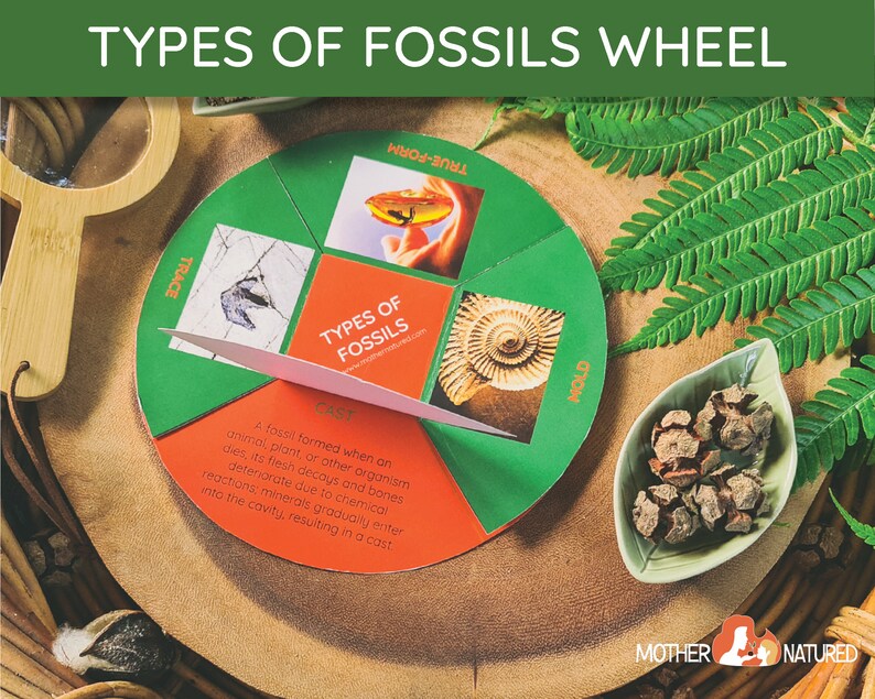 FOSSIL Printables for Kids Fossil Bundle Dinosaur Digital - Etsy