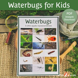 Waterbug Identification for Kids | Aquatic Macroinvertebrates for Kids ...