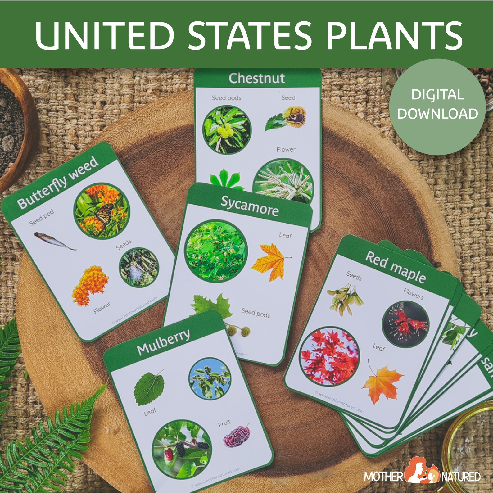 American Flora United States Plants Native Plants Common Plants of ...