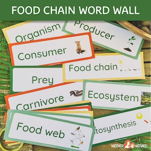 Food Chain Word Wall Resources | Food Web Word Wall | Food Chain ...