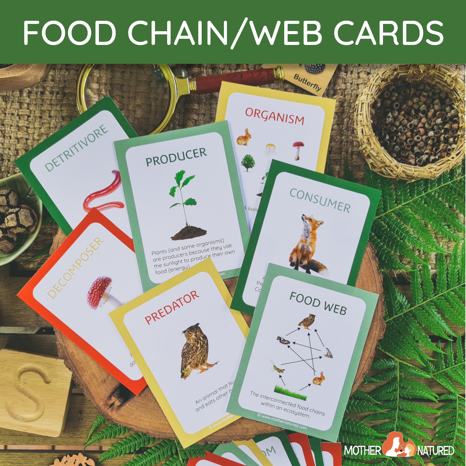 Food Chain Cards Food Web Cards Food Chain Explain Cards Food Web ...